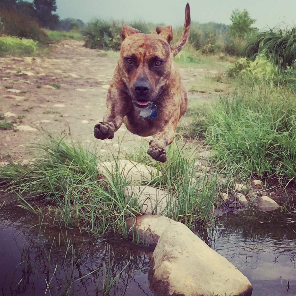 Boulder Doggie Adventures