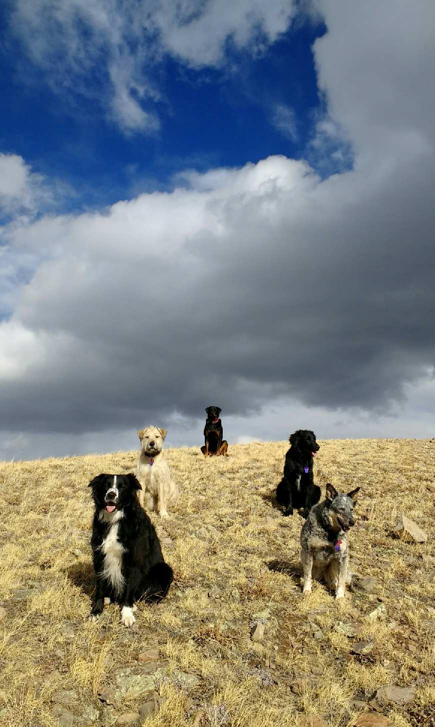 Boulder Doggie Adventures