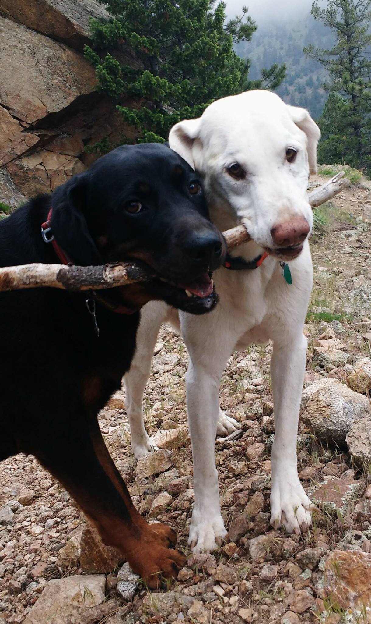 Boulder Doggie Adventures
