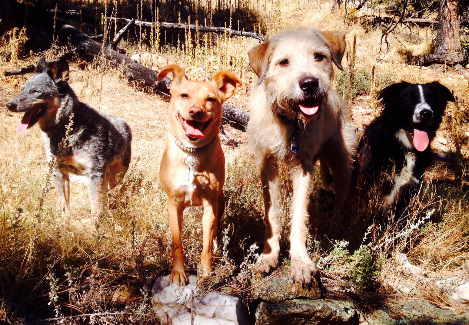 Boulder Doggie Adventures