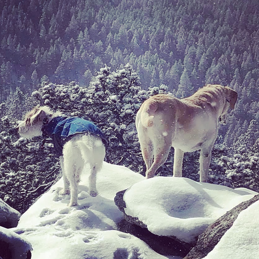 Boulder Doggie Adventures