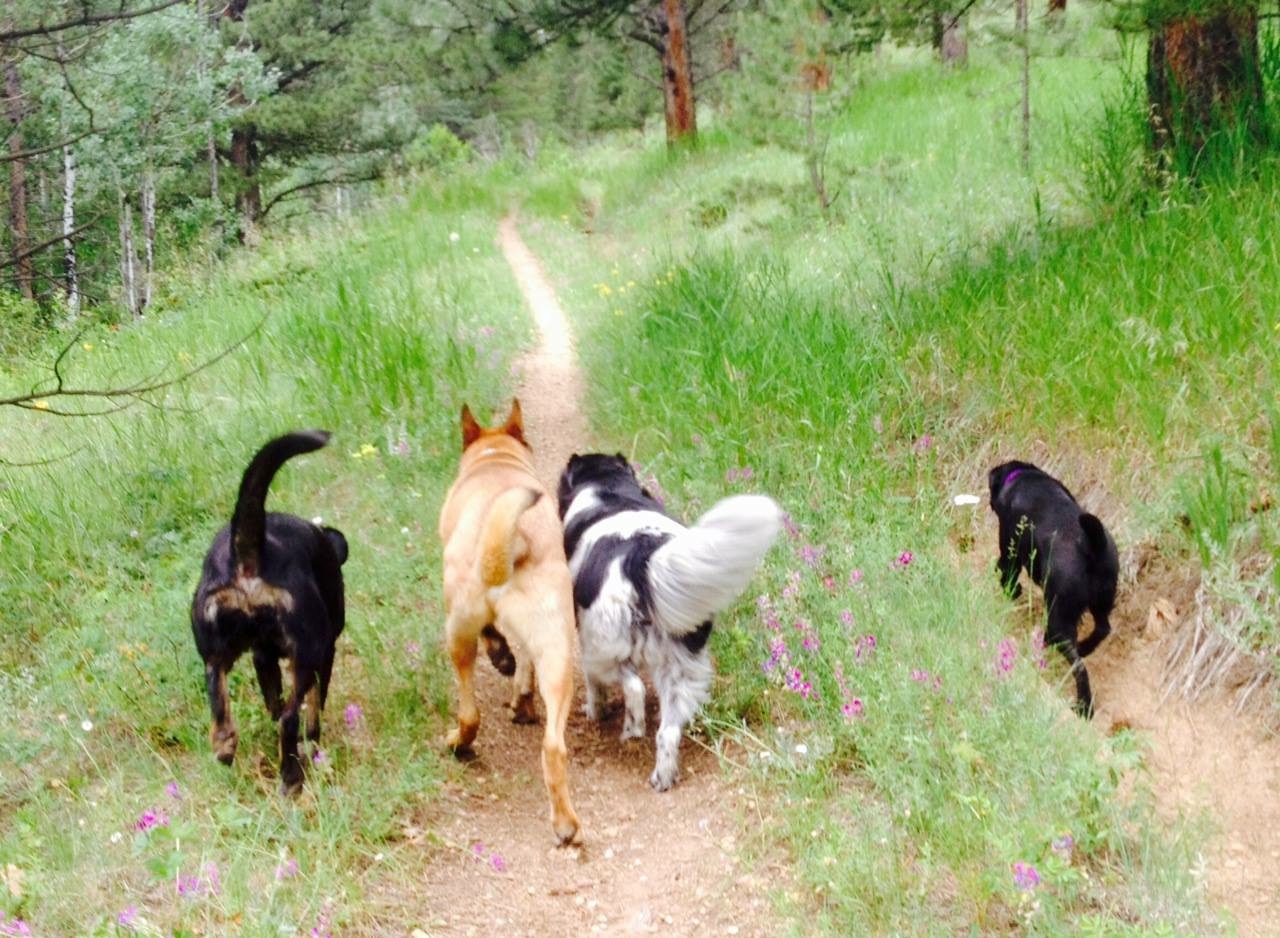 Boulder Doggie Adventures