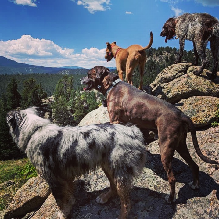 Boulder Doggie Adventures