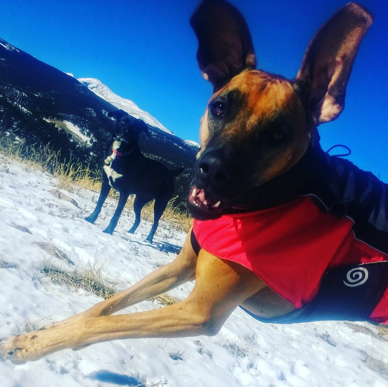 Boulder Doggie Adventures
