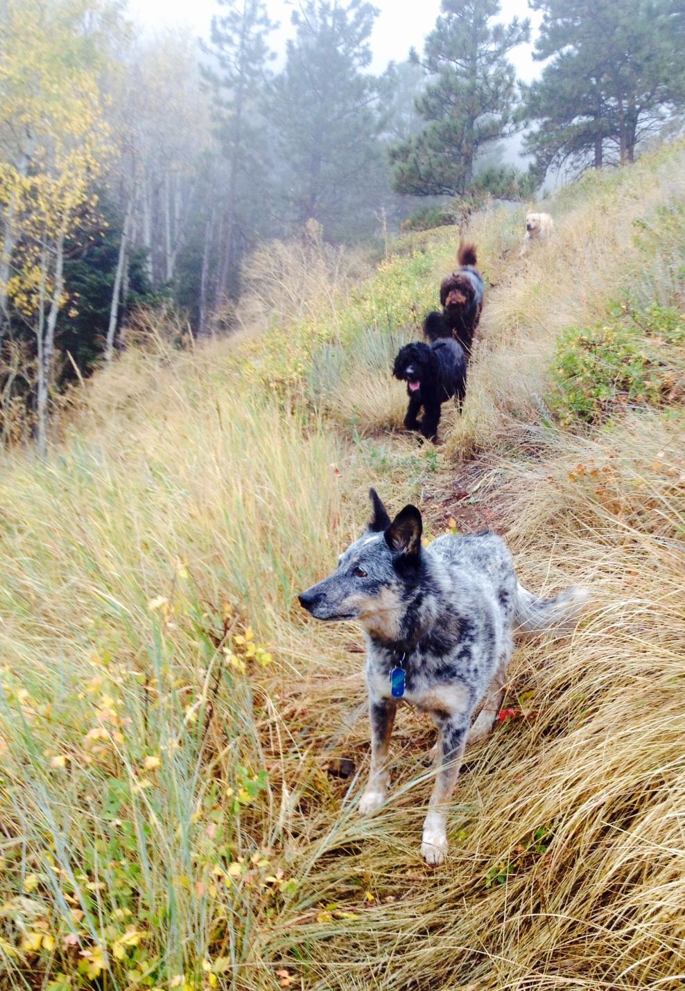 Boulder Doggie Adventures