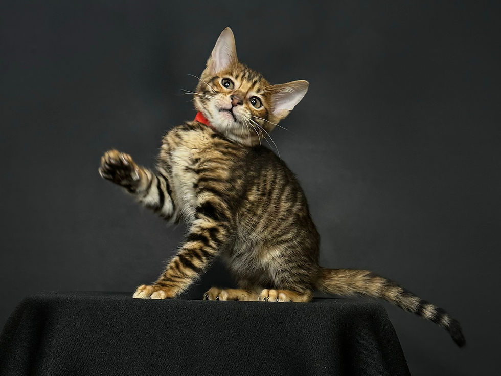 Kittens | Divine Toygers