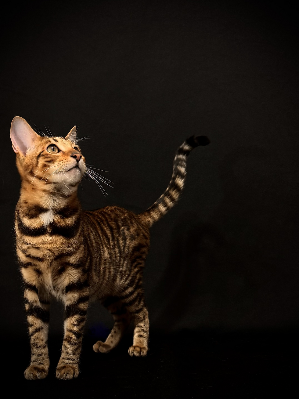10 Things You Didn't Know About Toyger Cats