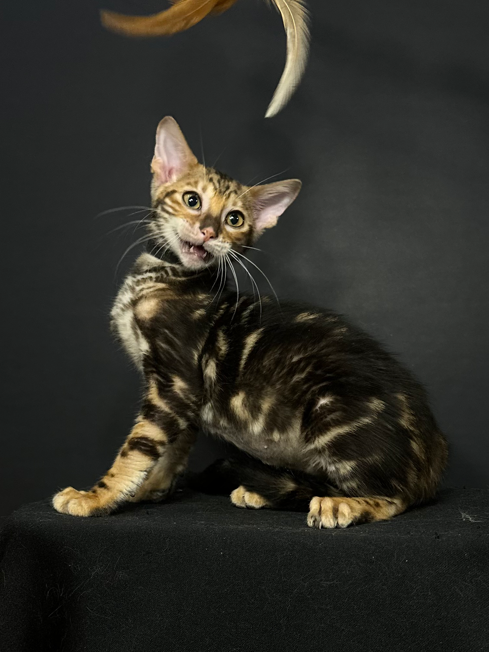 Kittens | Divine Toygers