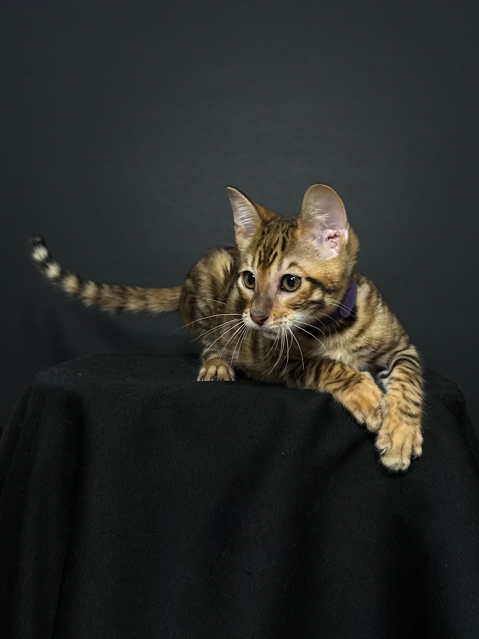 Kittens | Divine Toygers