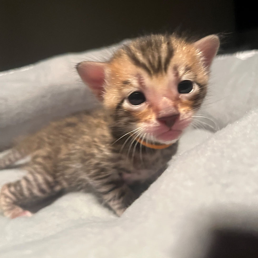 Kittens | Divine Toygers