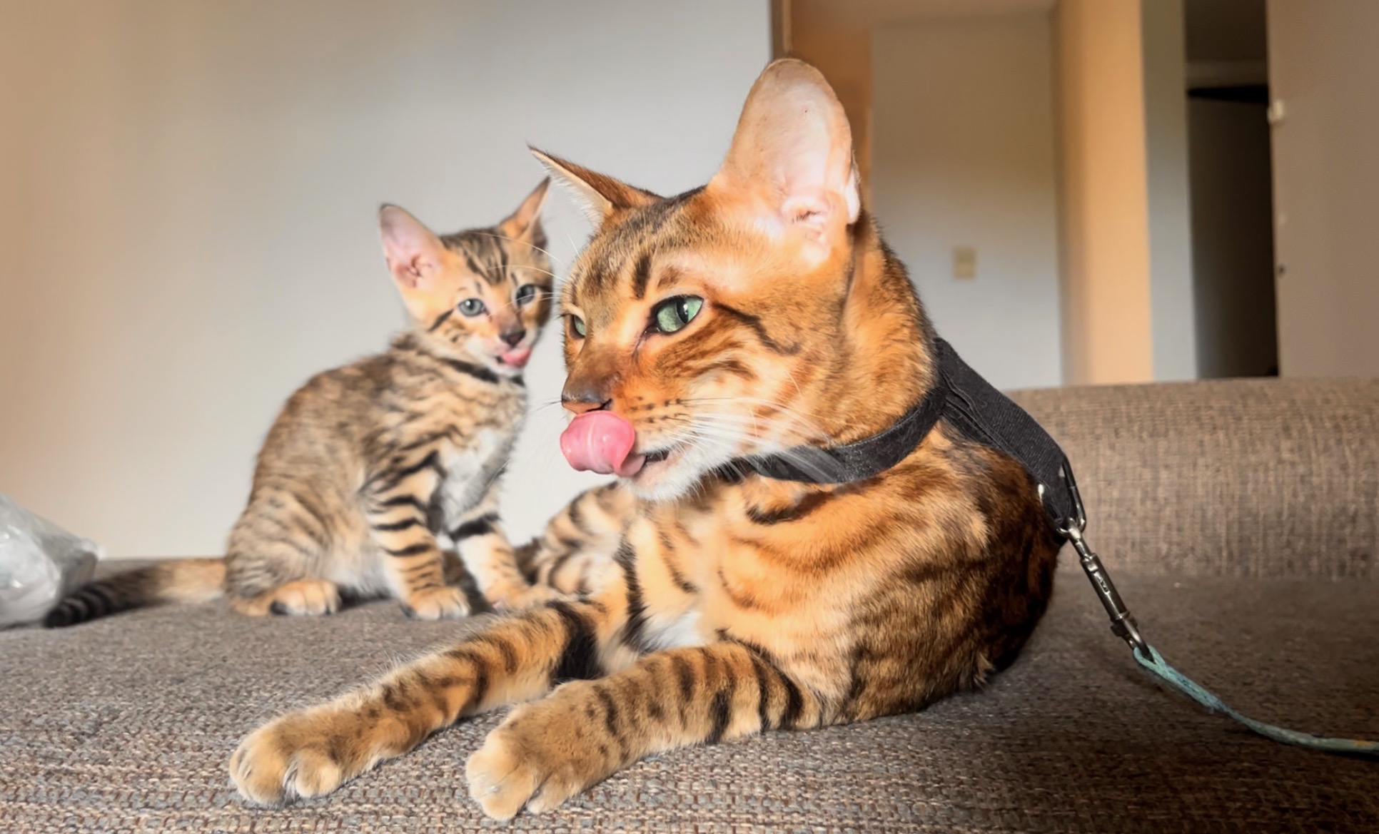 The Joy of Doubling Up: Why You Should Consider Getting Two Toyger Kittens