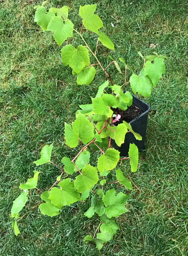 Grape Vine, Canadice (Red Seedless) | Ontario Fruit Lovers