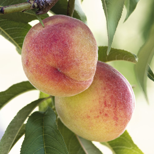 Peaches, Harson | Ontario Fruit Lovers