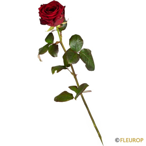 1 rote Rose | Blumen artfloral