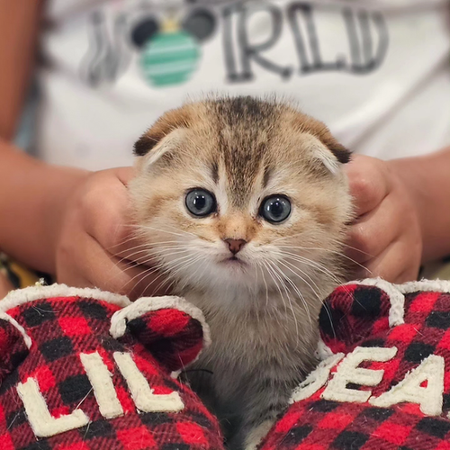 Scottish Fold | ScottishFoldsMiami