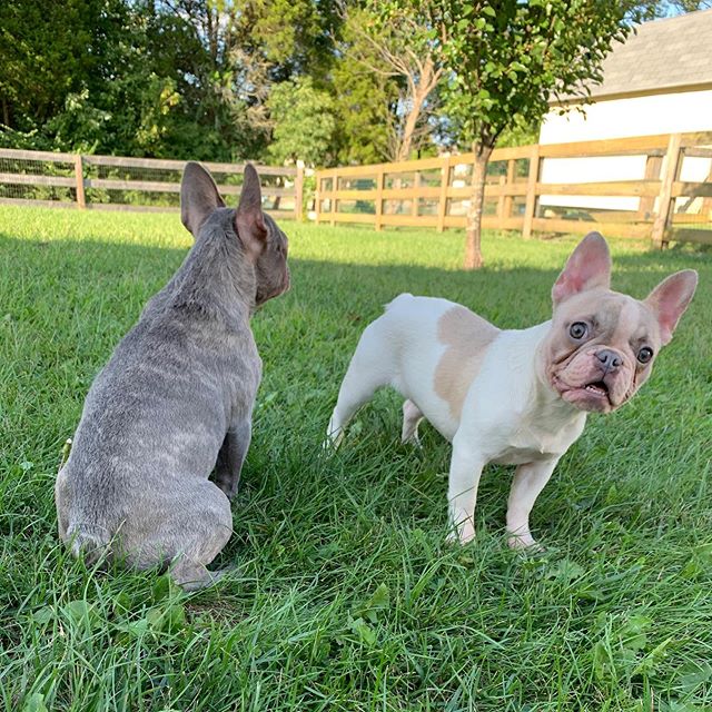 Fat Face Frenchies | Puppies - French Bulldog Puppies for sale in Ohio
