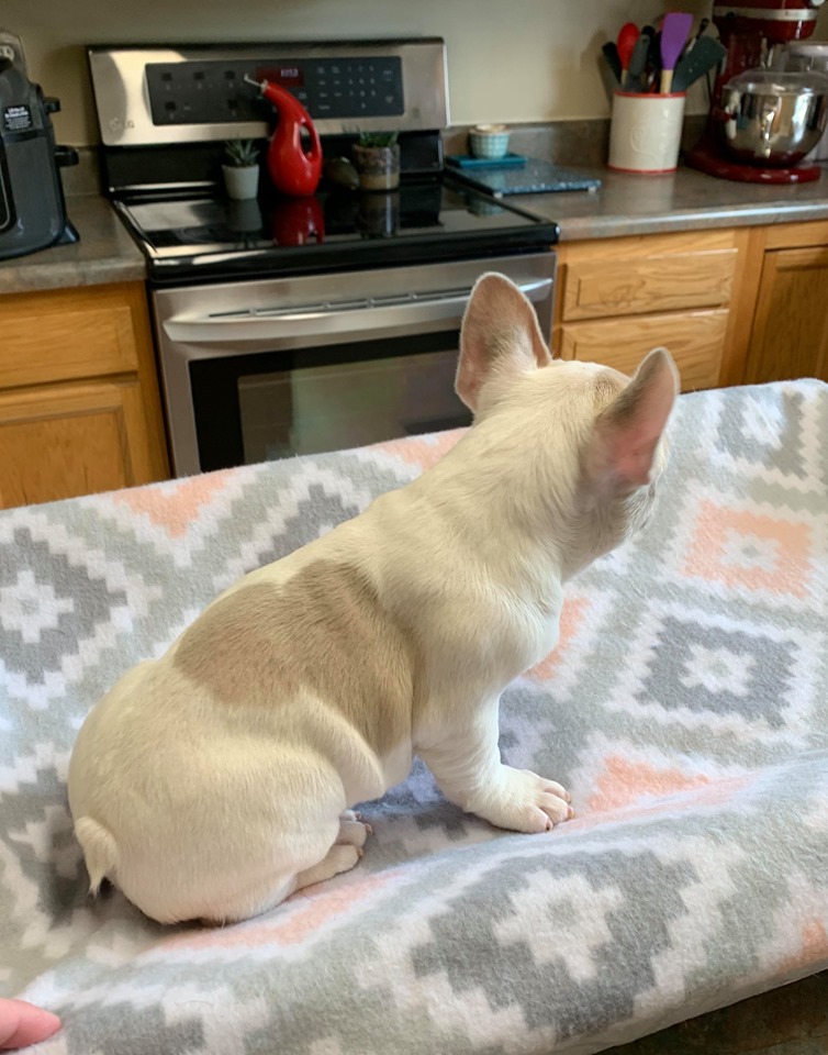 Fat Face Frenchies | Puppies - French Bulldog Puppies for sale in Ohio