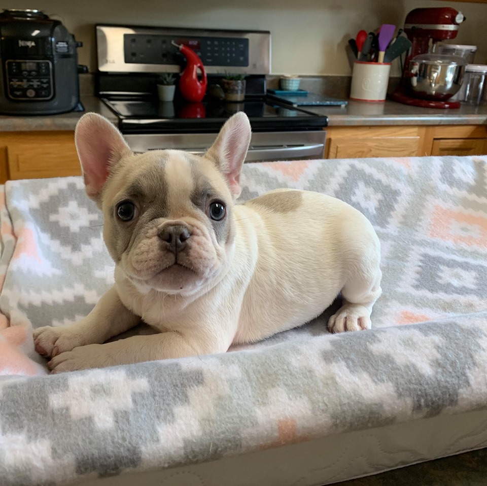 Fat Face Frenchies | Puppies - French Bulldog Puppies for sale in Ohio