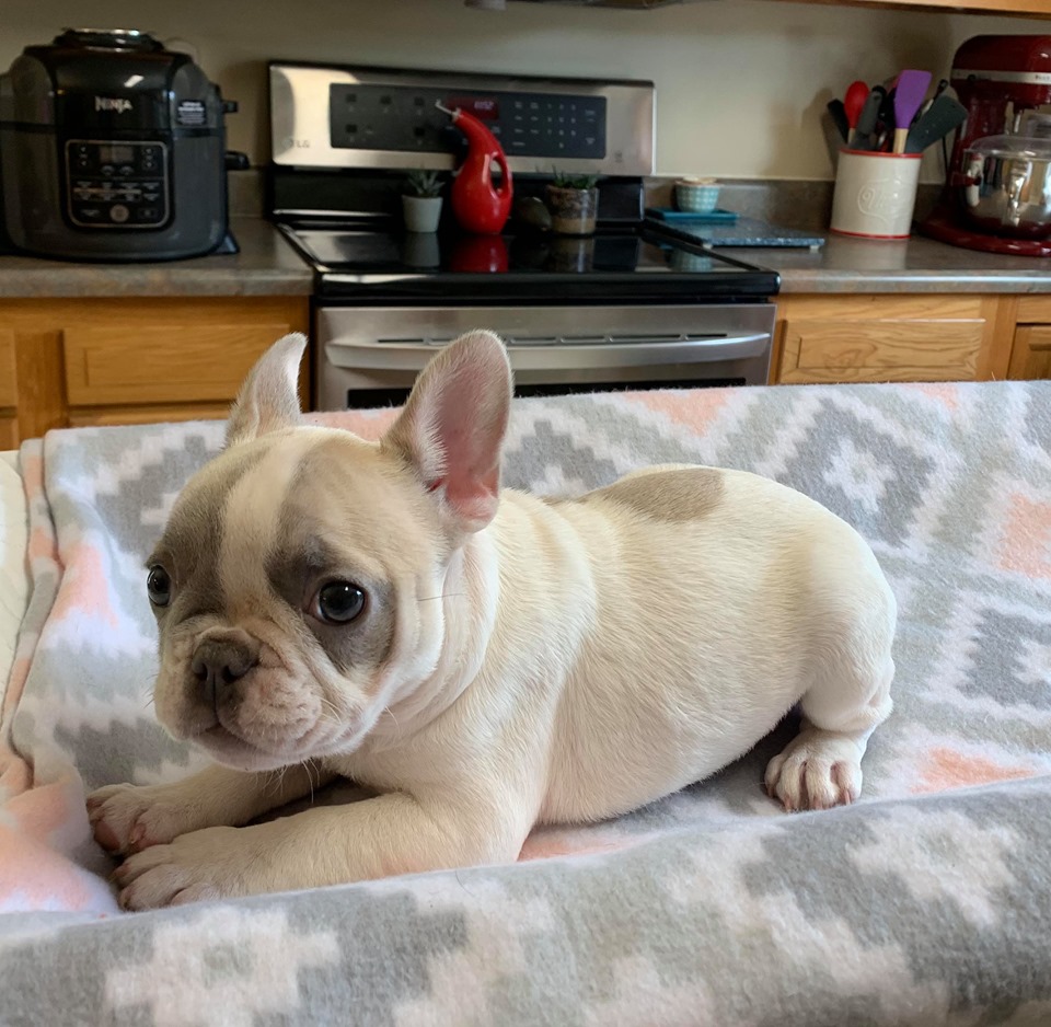 Fat Face Frenchies | Puppies - French Bulldog Puppies for sale in Ohio