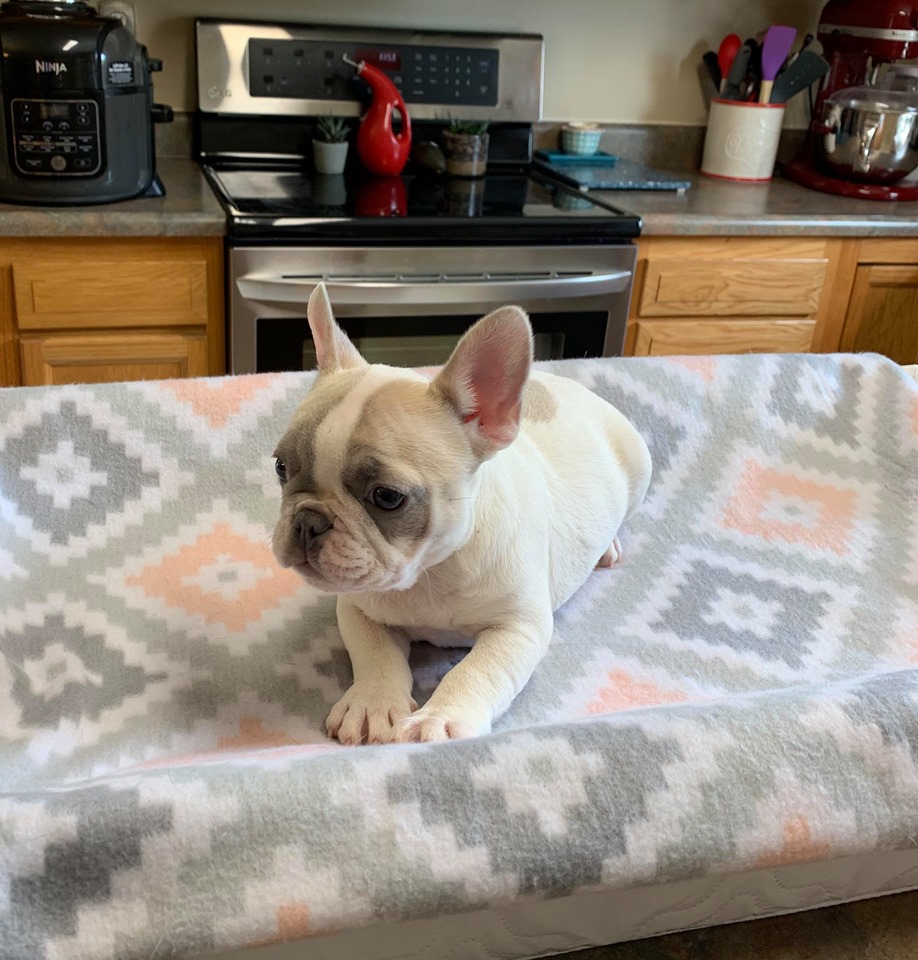 Fat Face Frenchies | Puppies - French Bulldog Puppies for sale in Ohio