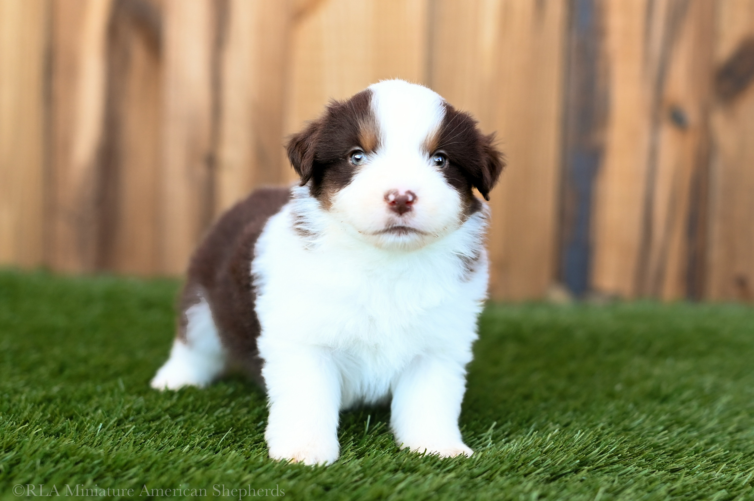 Puppies - Stella X Doc | Rafter L Miniature A