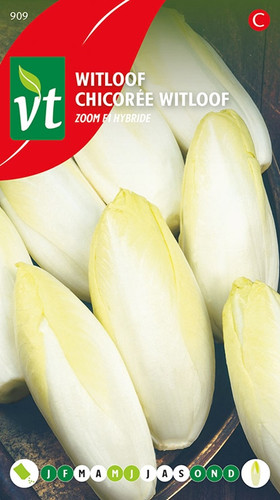Witloof Zoom F1 hybride | Bloemen Wimco
