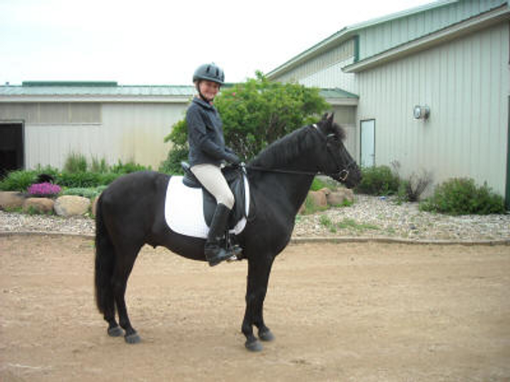 Saddling The Pony