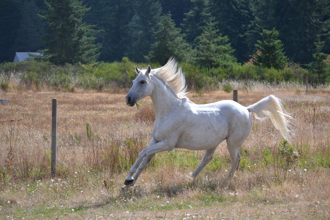 6 Legged Horse | Horse Training | Home