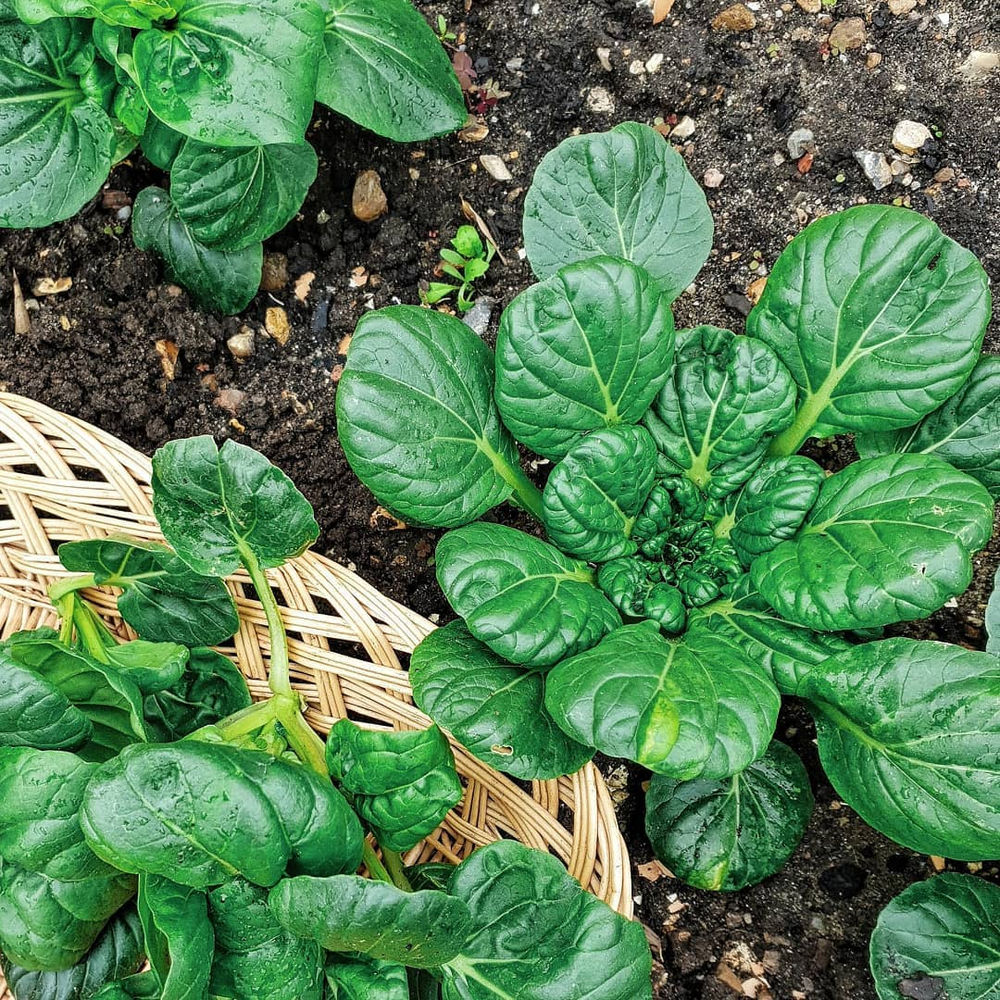 Grow Asian Vegetable: Tatsoi