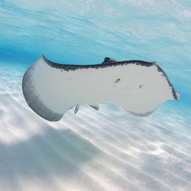 Stingray City Cayman Islands | Starfish & Reef Snorkel | Stingray City ...