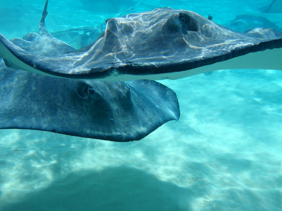 Names of Stingrays | stingray-city
