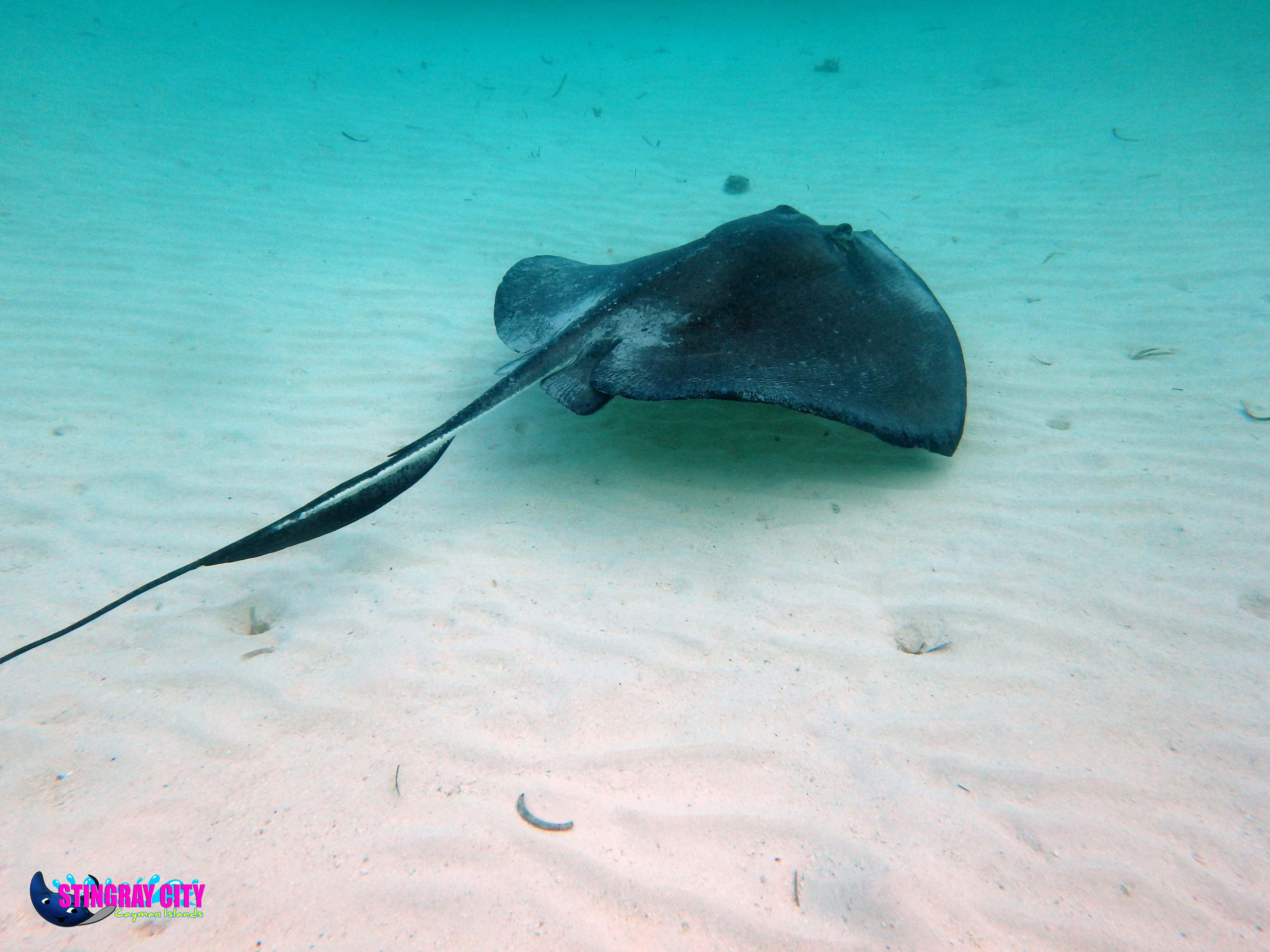 Swim with Stingrays in the Cayman Islands | Stingray City Cayman ...