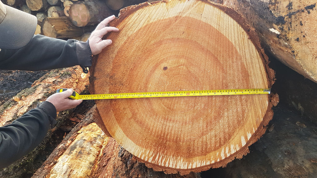 BLOG | Timber Masters