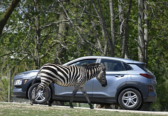 Animal Tours & Encounters | Aikman Wildlife Adve