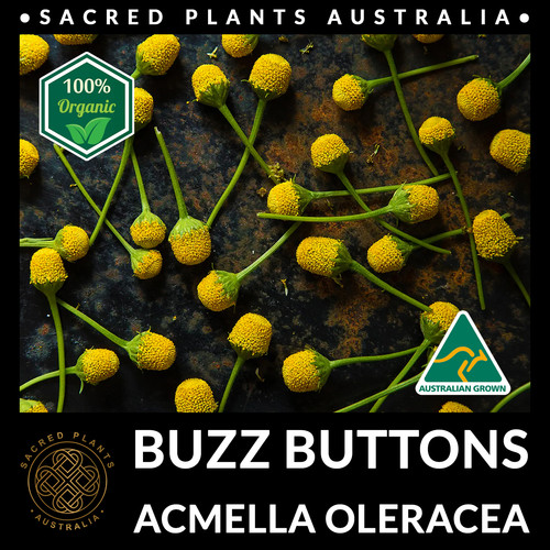 BUZZ BUTTONS Seeds | Acmella oleracea | Sacred Plants