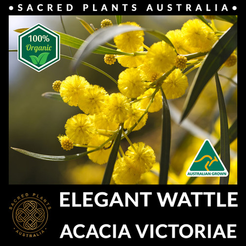 ELEGANT WATTLE Seeds | Acacia victoriae | Sacred Plants Australia