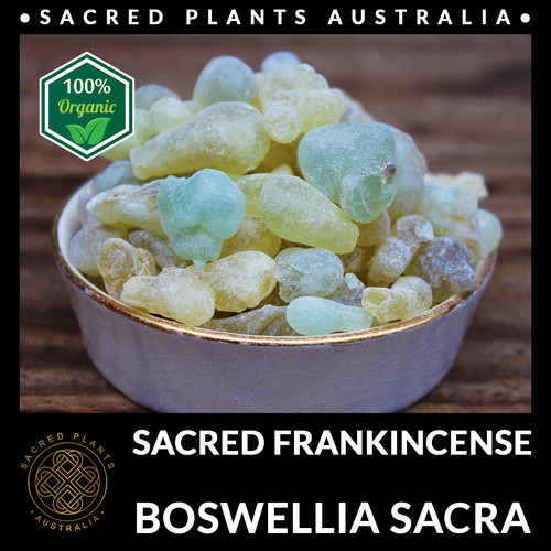 SACRED FRANKINCENSE Resin | Boswellia sacra | Sacred Plants