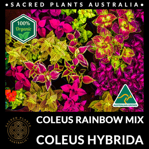 COLEUS RAINBOW MIX Seeds | Coleus hybrida | Sacred Plants Australia