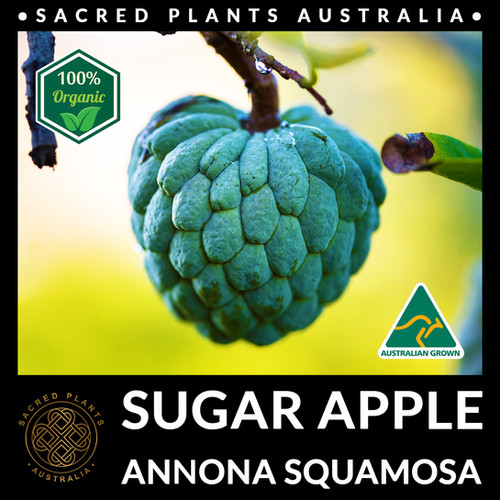 SUGAR APPLE Seeds | Annona squamosa | Sacred Plants Australia