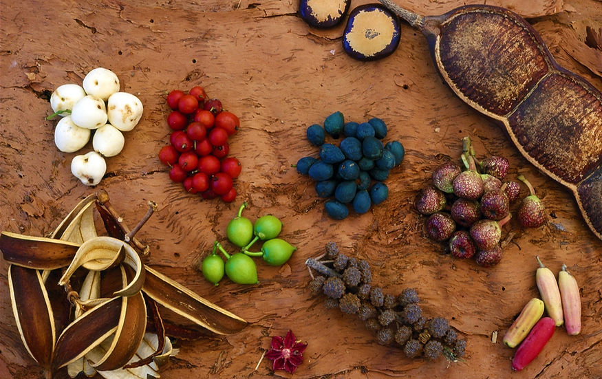 Exotic Fruit Seeds | Sacred Plants Australia