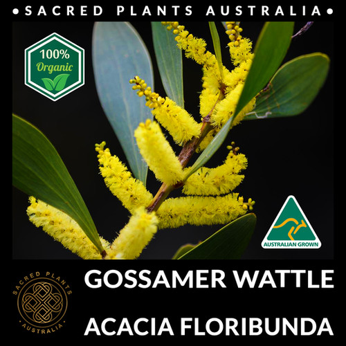 GOSSAMER WATTLE Seeds | Acacia floribunda | Sacred Plants Australia