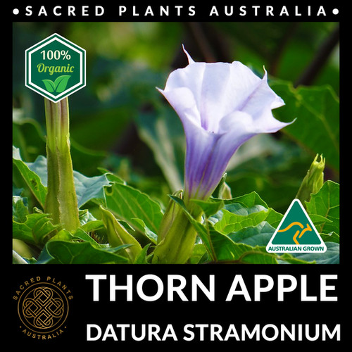THORN APPLE Seeds | Datura stramonium | Sacred Plants Australia