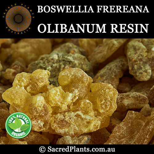 OLIBANUM Resin | Boswellia frereana | Sacred Plants