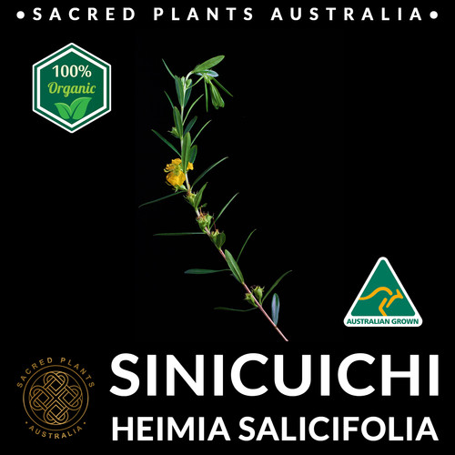 SINICUICHI Seeds | Heimia salicifolia | Sacred Plants