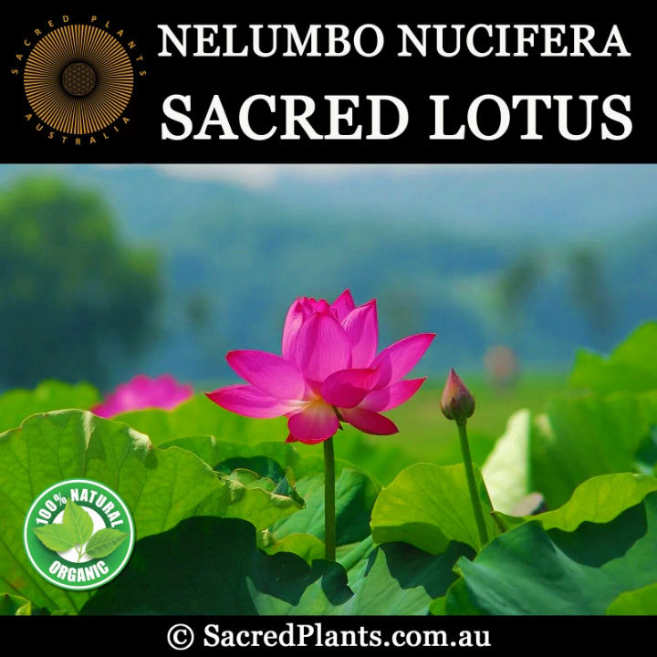 Sacred Plant Seeds | Sacred Plants Australia
