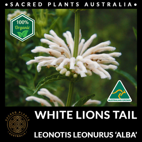 WHITE LION'S TAIL Seeds | Leonotis leonurus 'Alba' | Sacred Plants ...