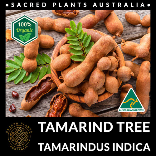 TAMARIND TREE Seeds | Tamarindus indica | Sacred Plants Australia