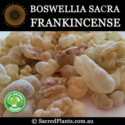 FRANKINCENSE Resin | Boswellia sacra | Sacred Plants