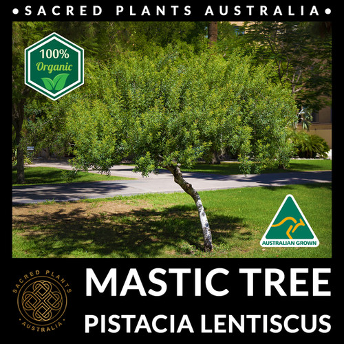 MASTIC TREE Seeds | Pistacia lentiscus | Sacred Plants Australia