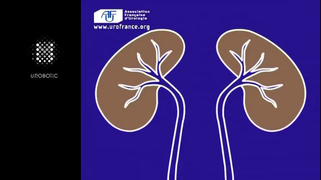 Comment fonctionne la prostate